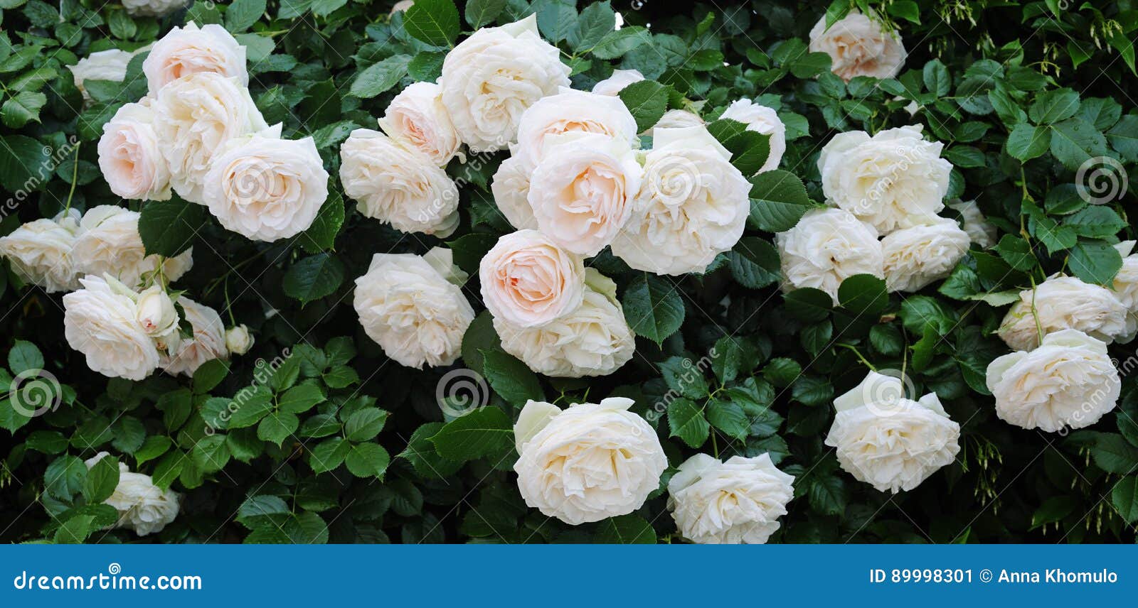 Climbing beautiful roses stock image. Image of nature - 89998301