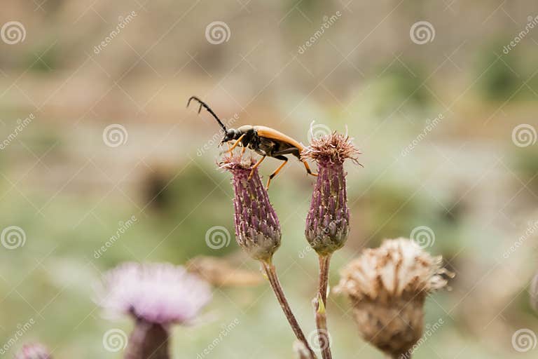 Climbing beetle stock photo. Image of nature, macro - 102342270