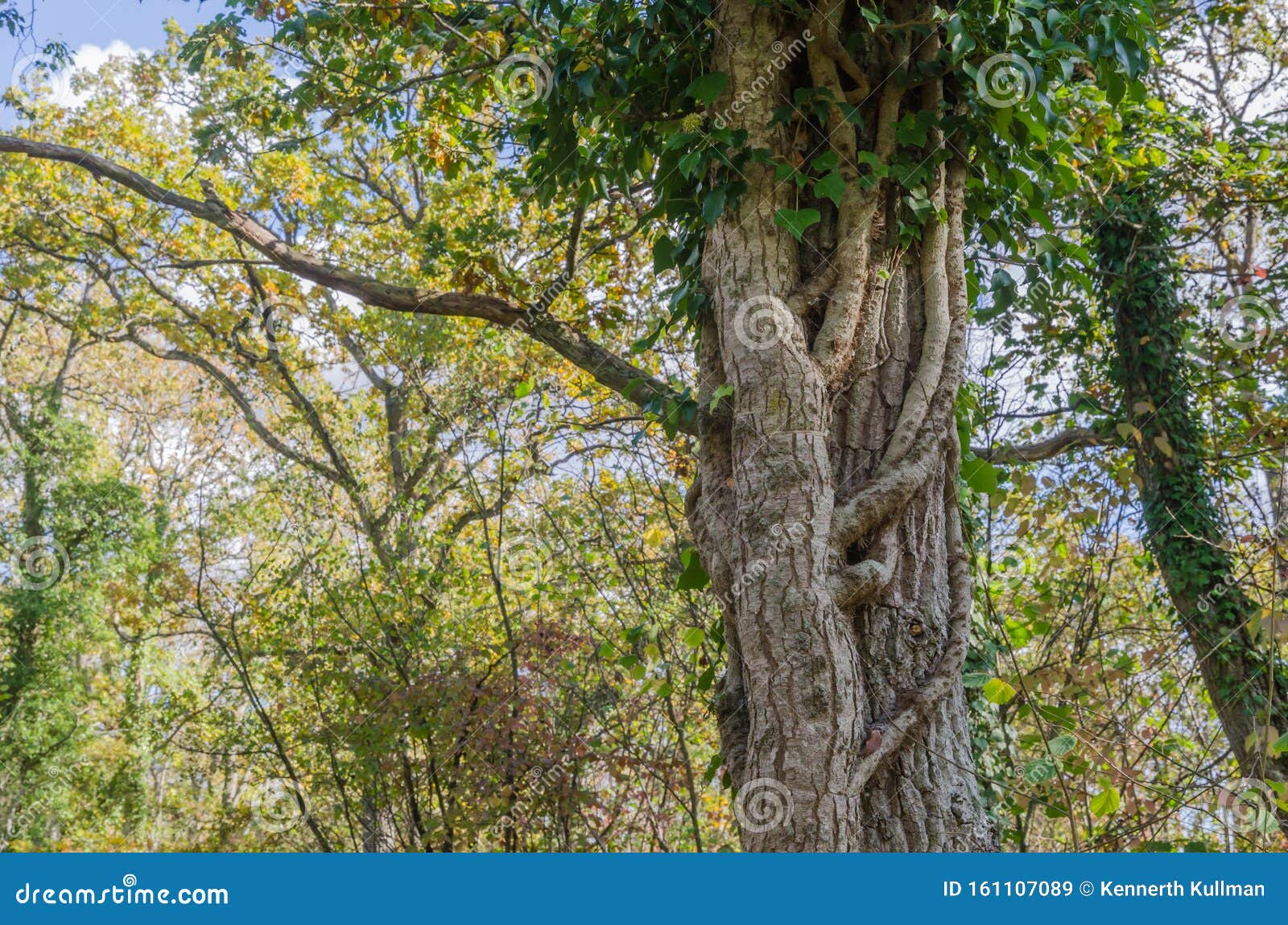 Climbing big Ivy plant stock image. Image of climber - 161107089