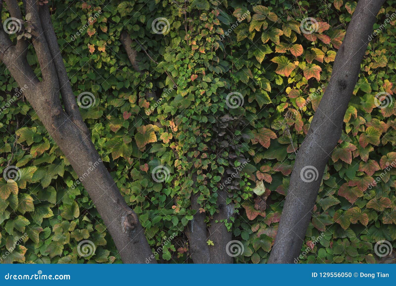 Boston ivy stock photo. Image of creeper, golden, boston - 129556050
