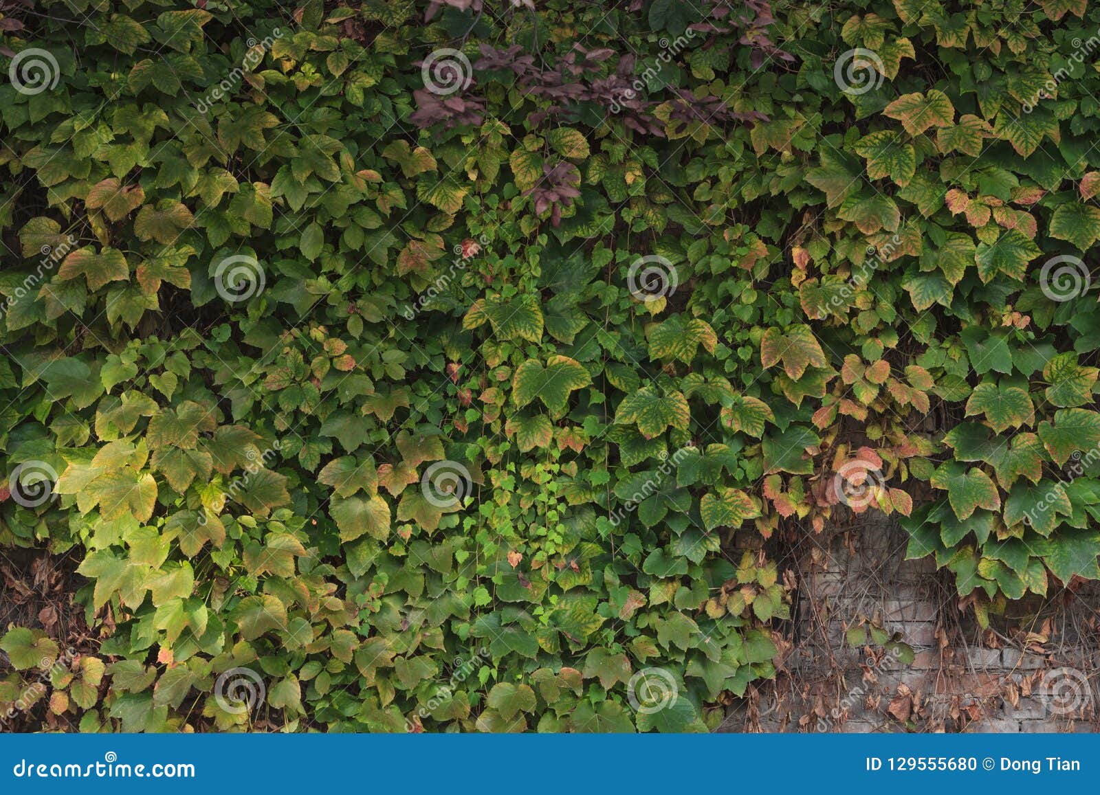 Boston ivy stock photo. Image of leaf, leaves, bleak - 129555680