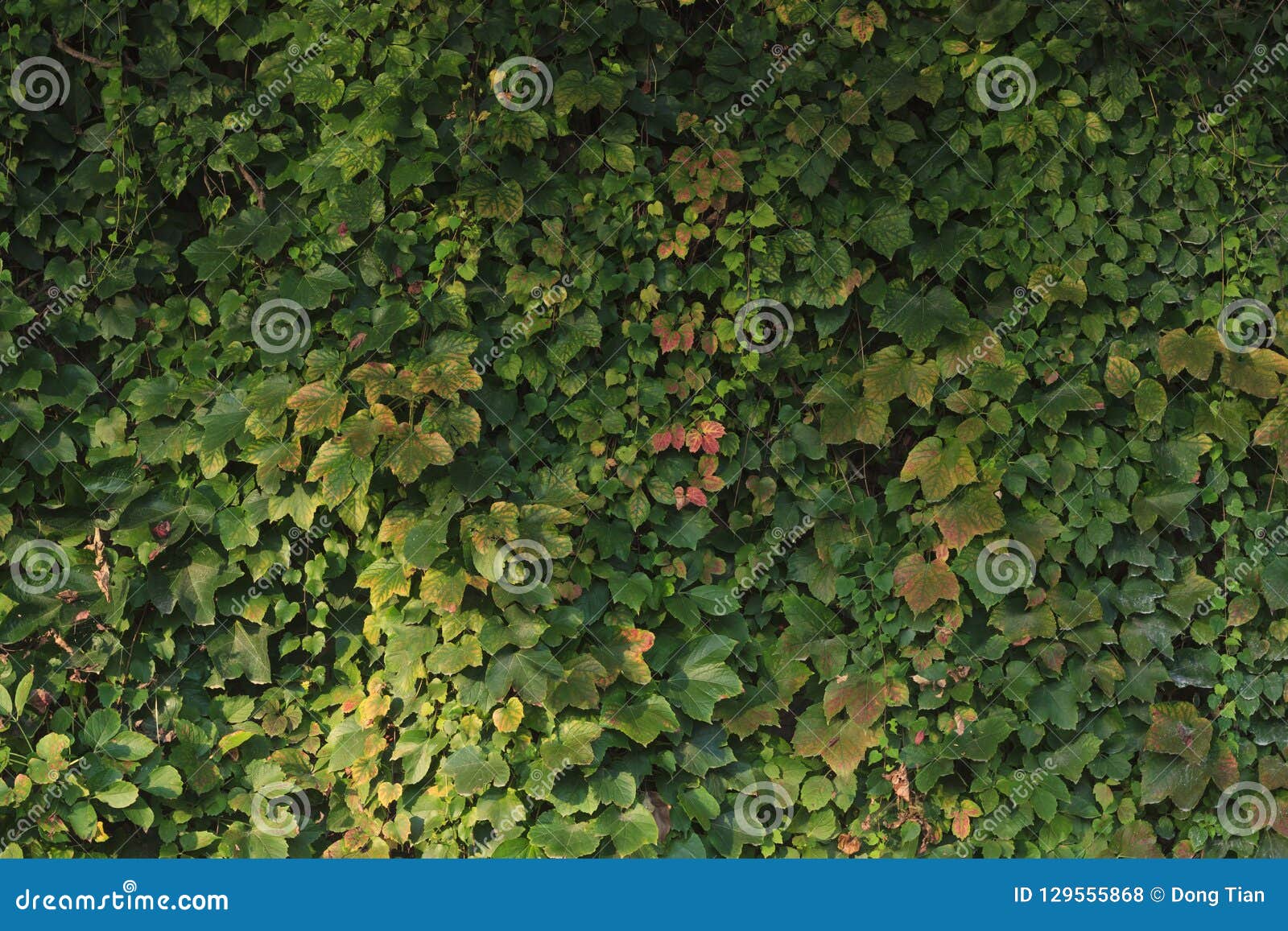Boston ivy stock photo. Image of botanical, flora, forest - 129555868