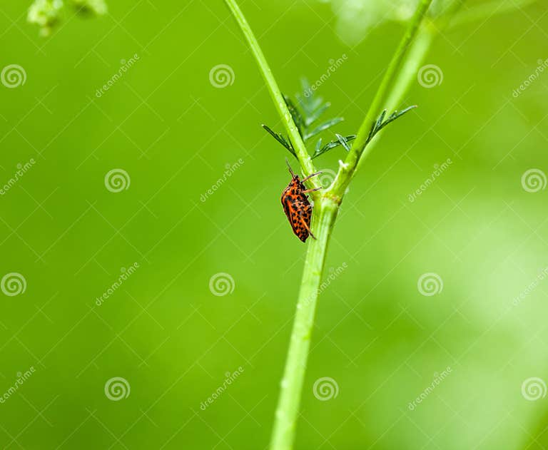 Climbing bug stock image. Image of lineatum, closeup - 36446769