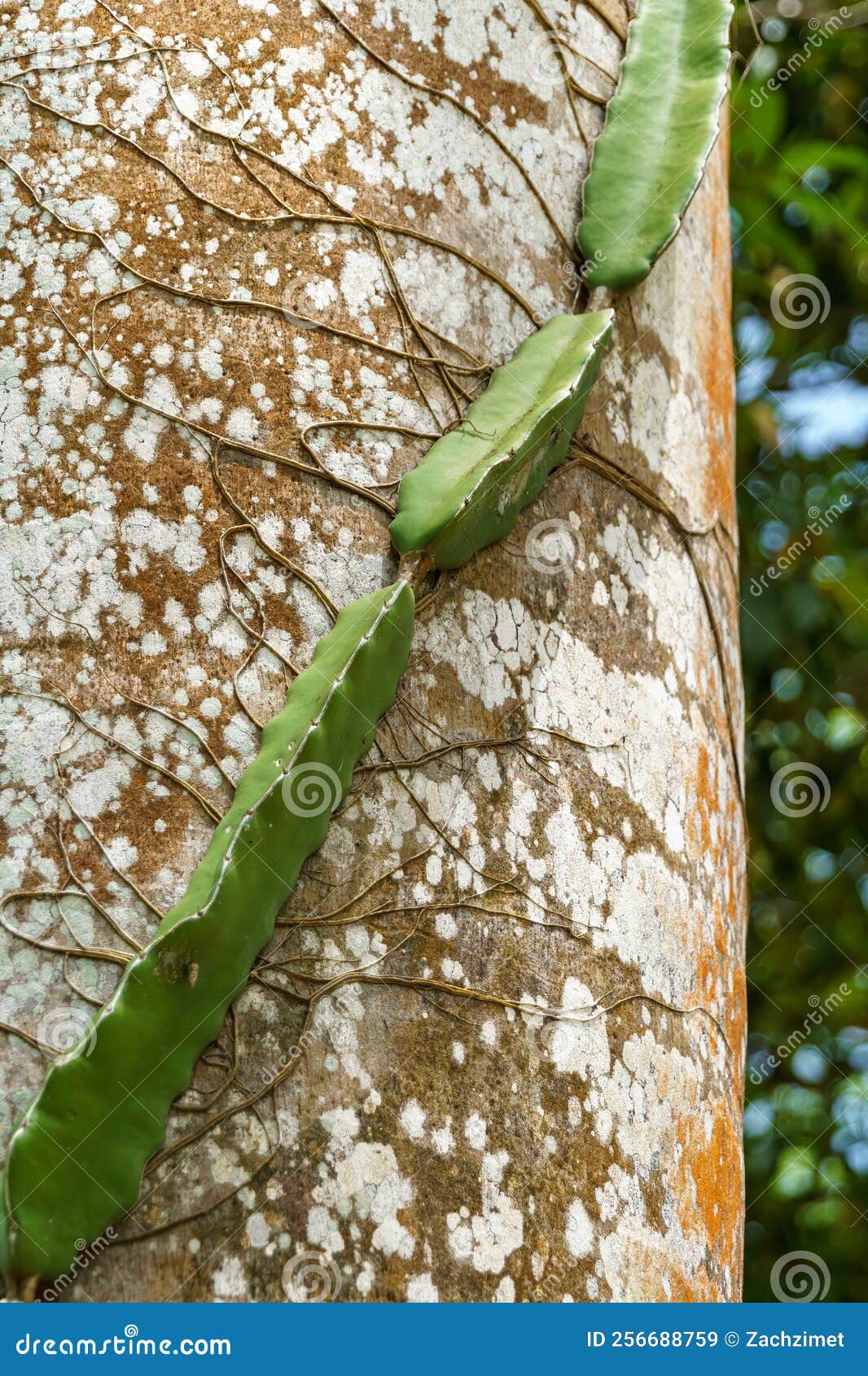 A Climbing Cactus Clings Vertically To the Trunk of a Tree Stock Image ...