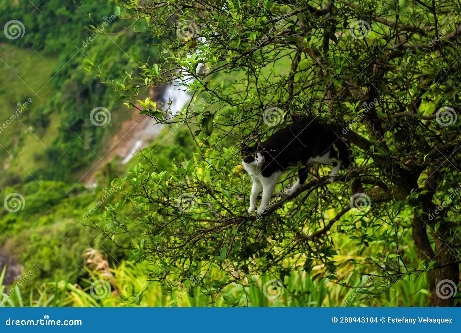 Climbing cat in lemon tree stock photo. Image of mammal - 280943104