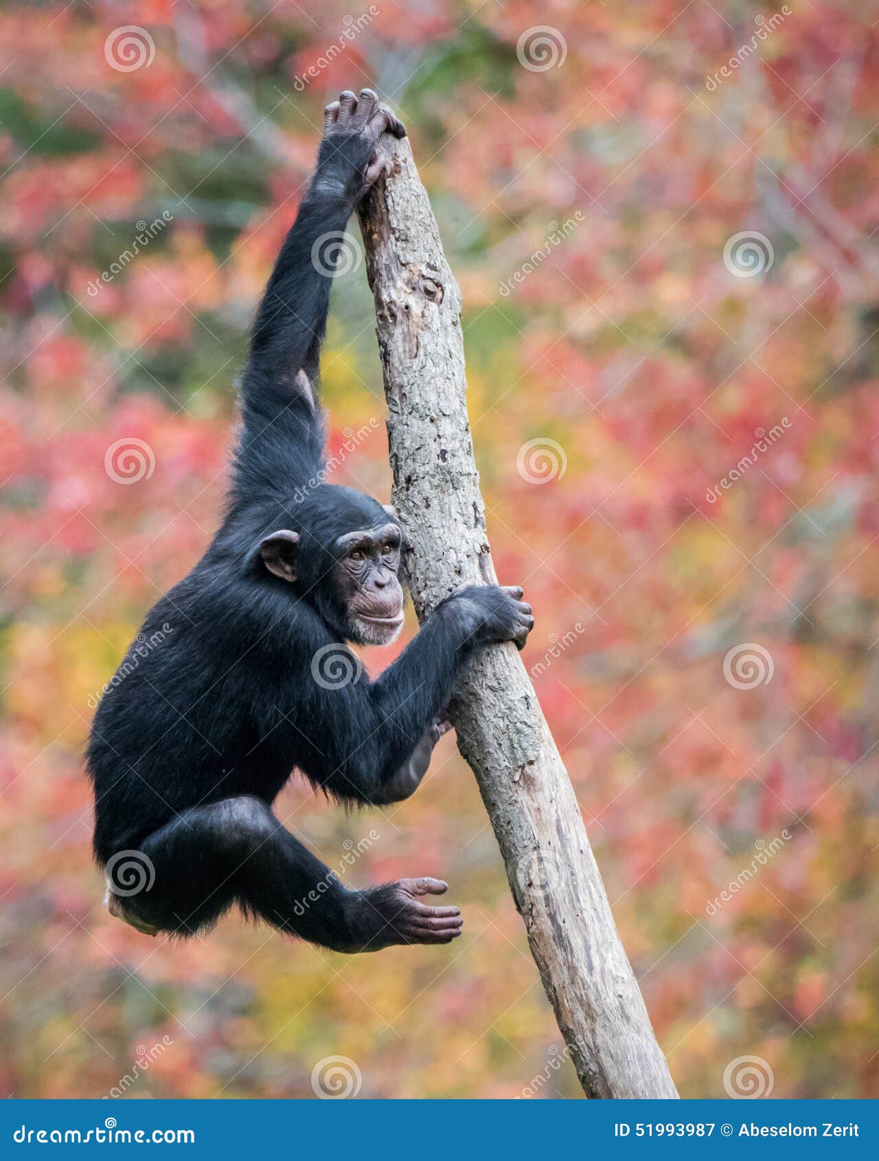 Climbing Chimp II stock image. Image of infant, states - 51993987