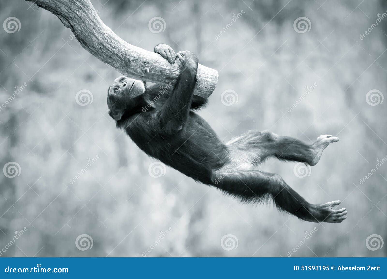 Climbing Chimp stock image. Image of primate, mammal - 51993195