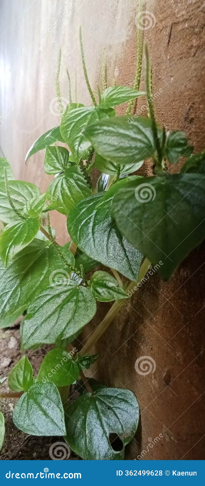 Climbing or Creeping Plants Stock Photo - Image of sirih, soil: 362499628