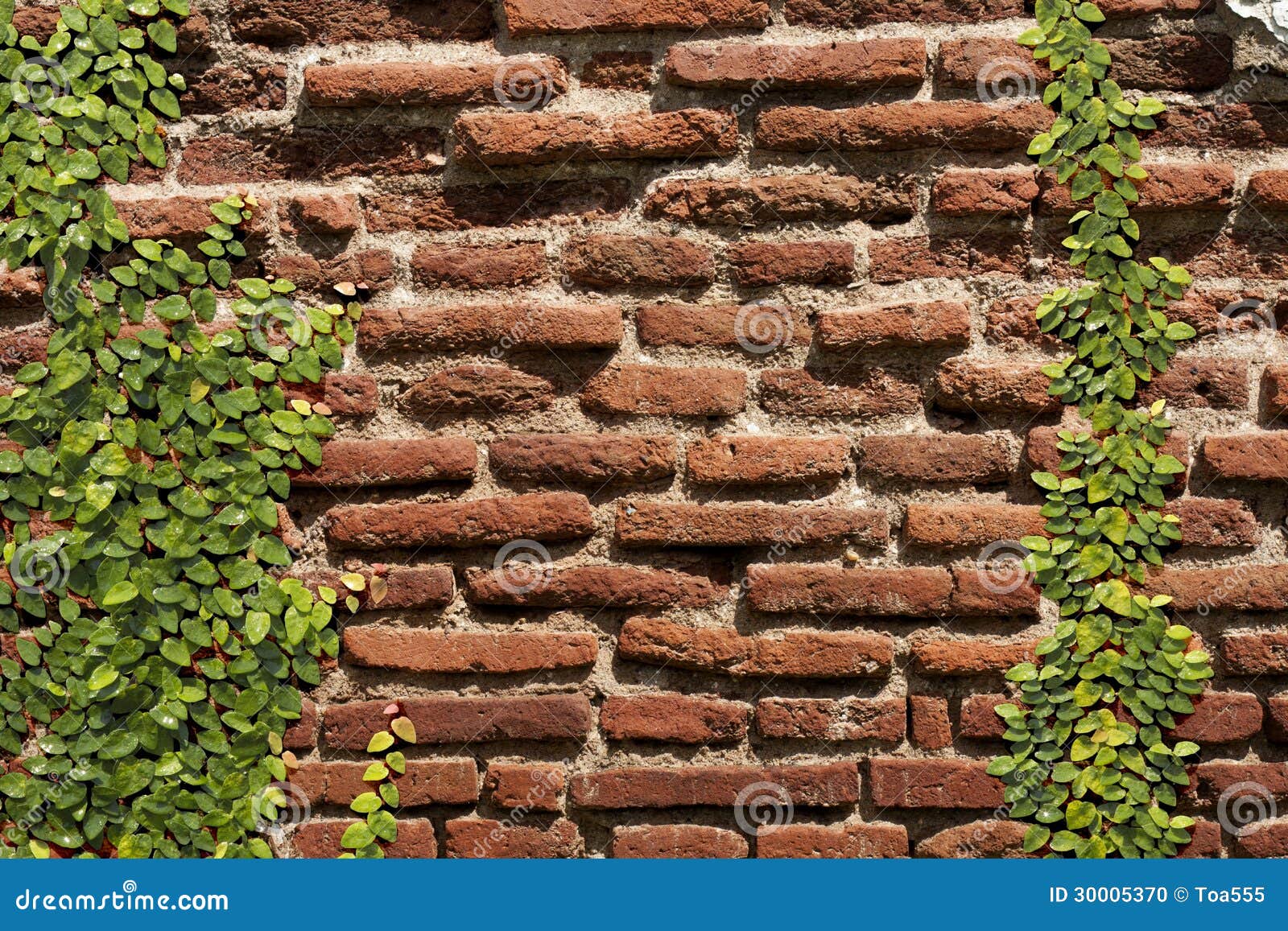 Climbing Ficus Pumila on Old Wall Stock Photo - Image of boulder ...