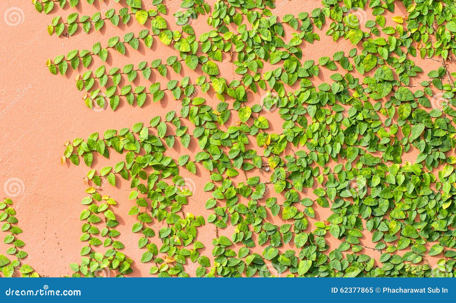 Climbing Ficus Pumila on Red or Orange Wall Stock Image - Image of ...