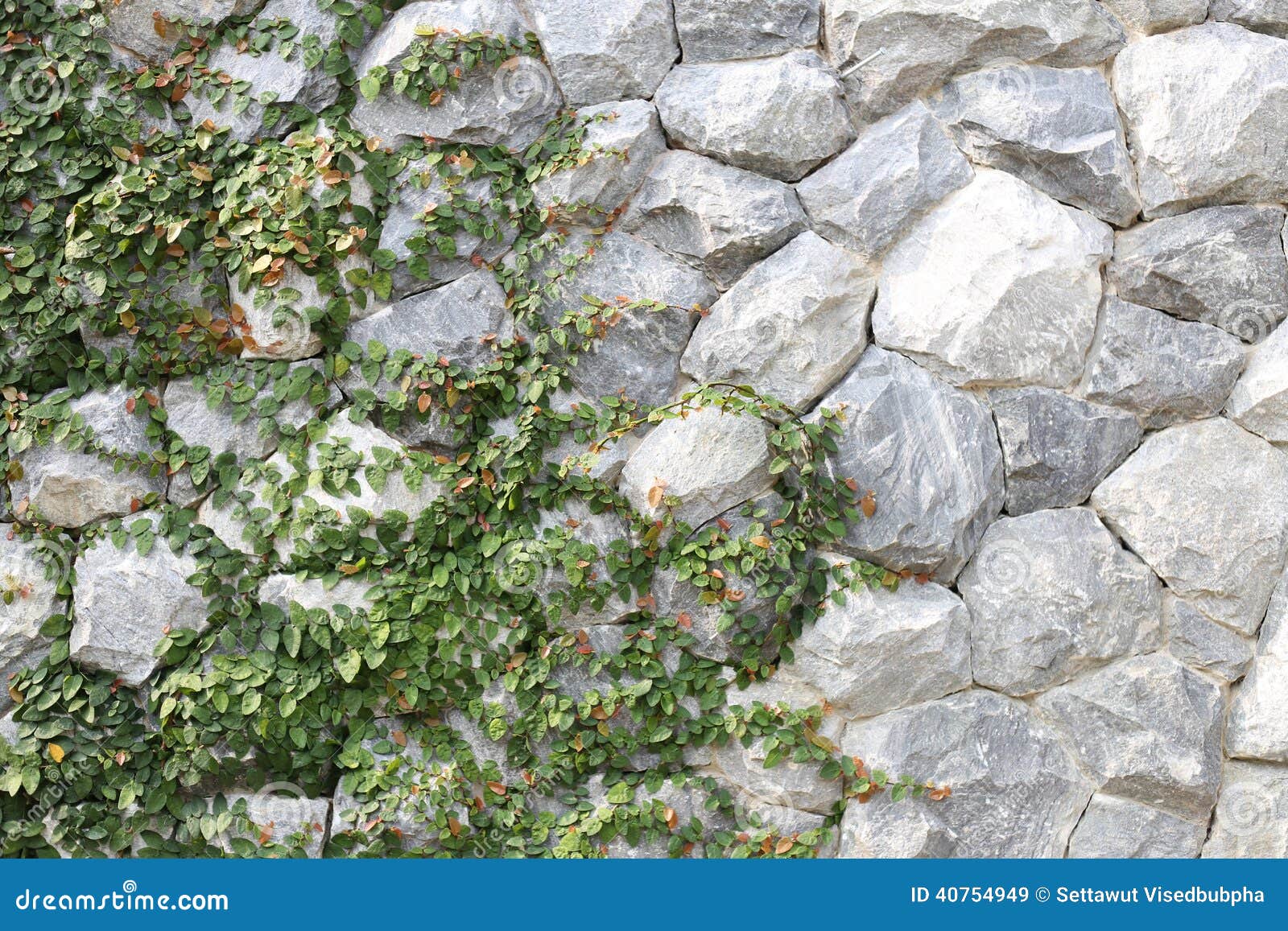 Climbing Ficus Pumila on Stone Wall Stock Image - Image of climber ...