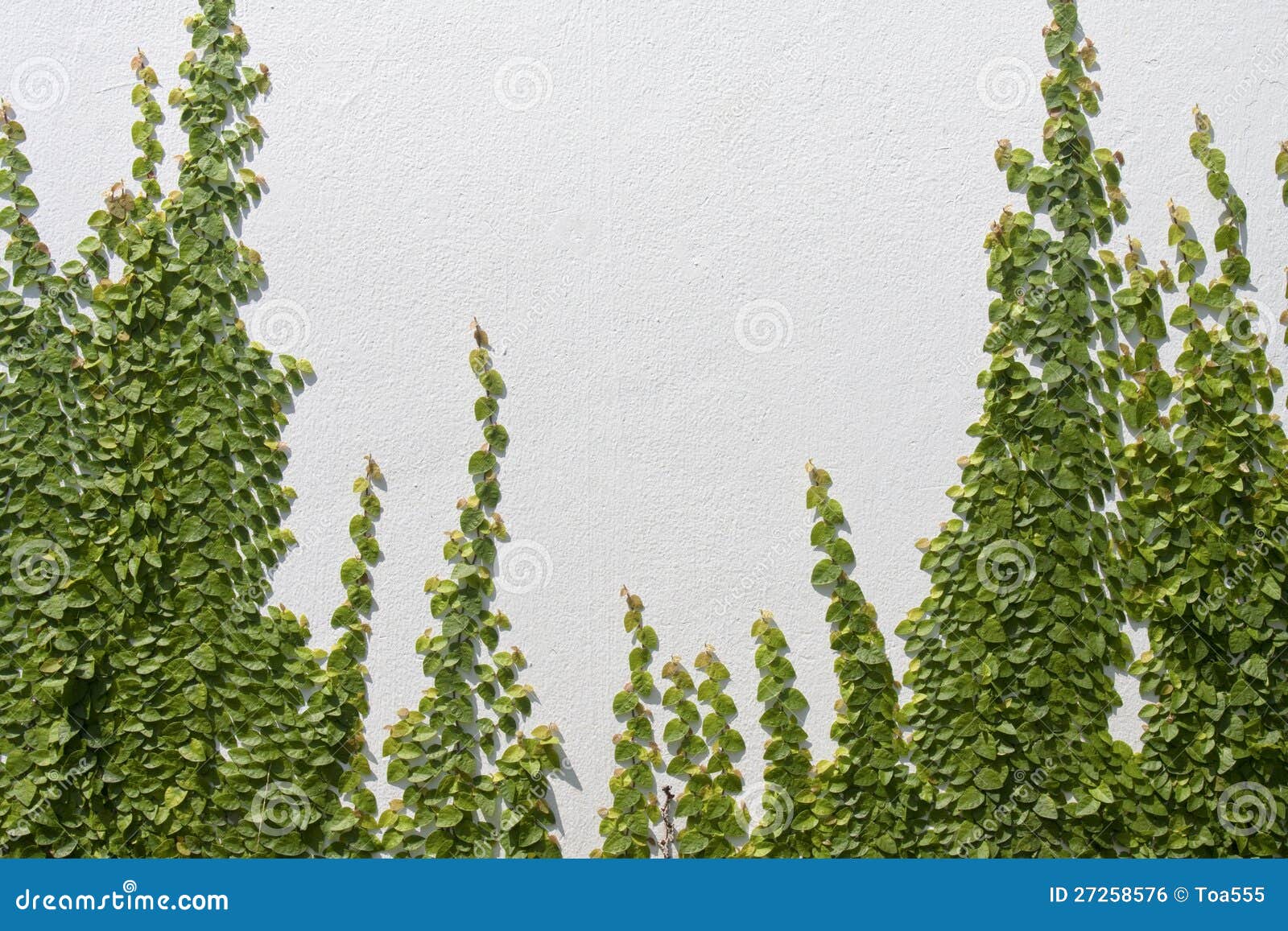 Climbing Ficus Pumila On Wall Royalty Free Stock Image - Image: 27258576