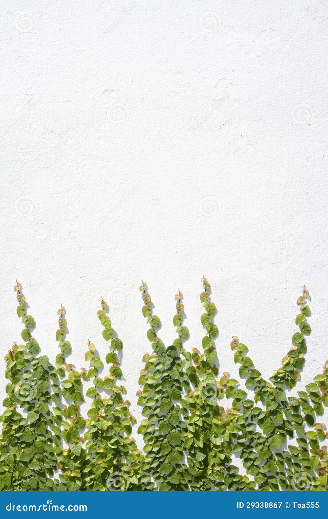 Climbing Ficus Pumila on White Wall Stock Image - Image of leaf ...