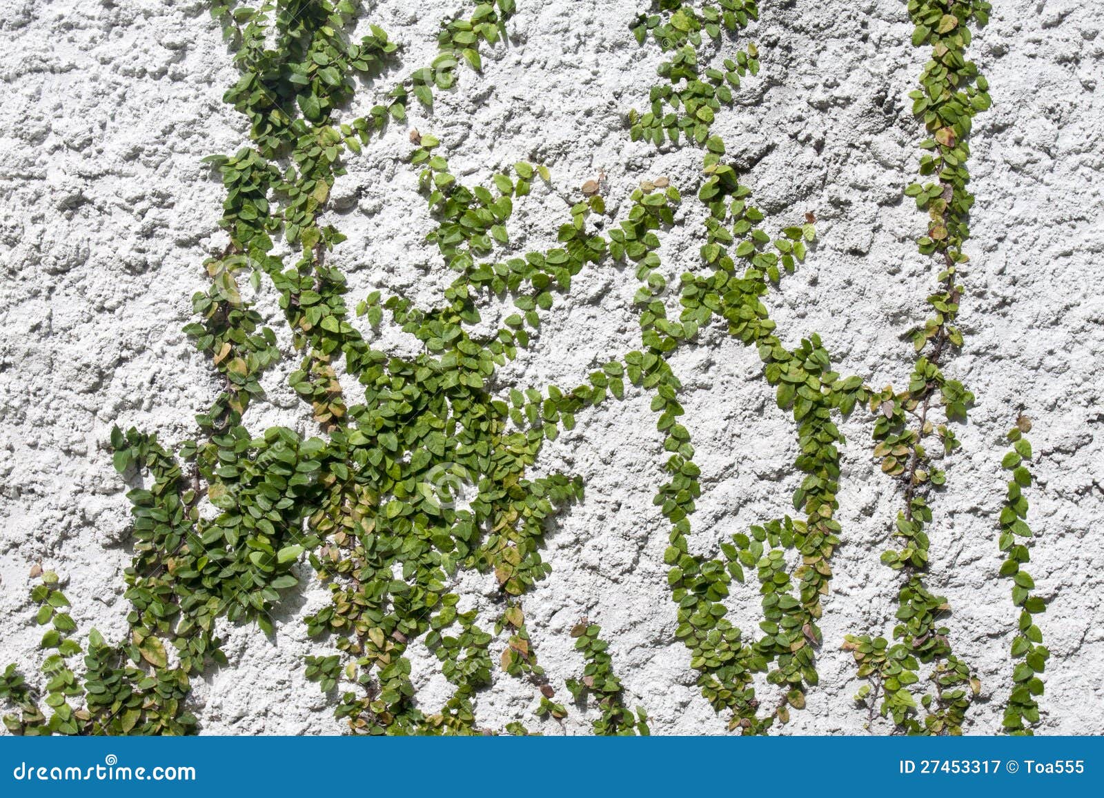 Climbing Ficus on White Wall Stock Image - Image of closeup, garden ...