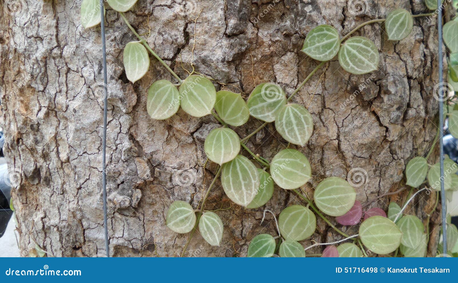 Climbing fig on big tree stock photo. Image of park, climbing - 51716498