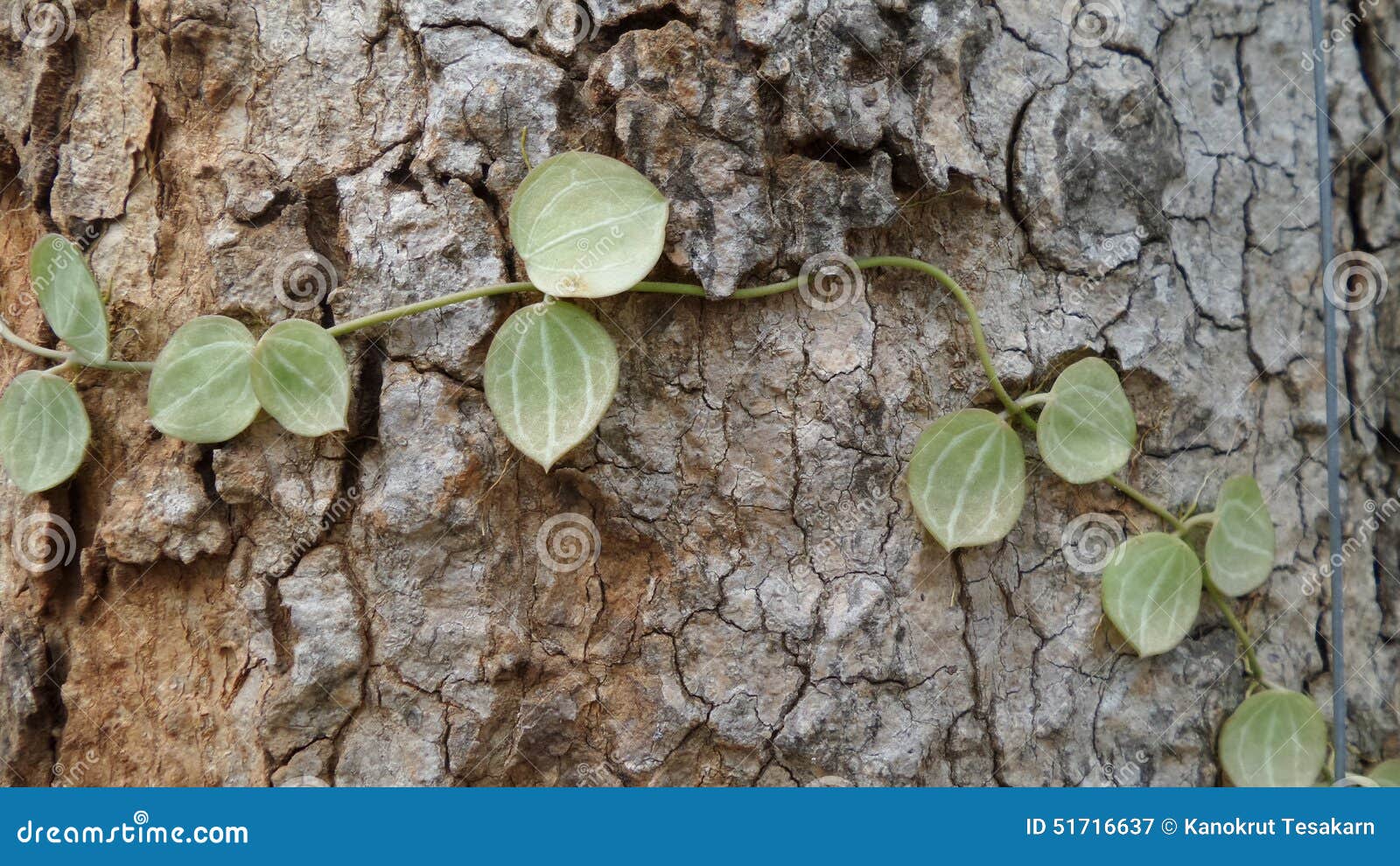 Climbing fig on big tree stock image. Image of climbing - 51716637