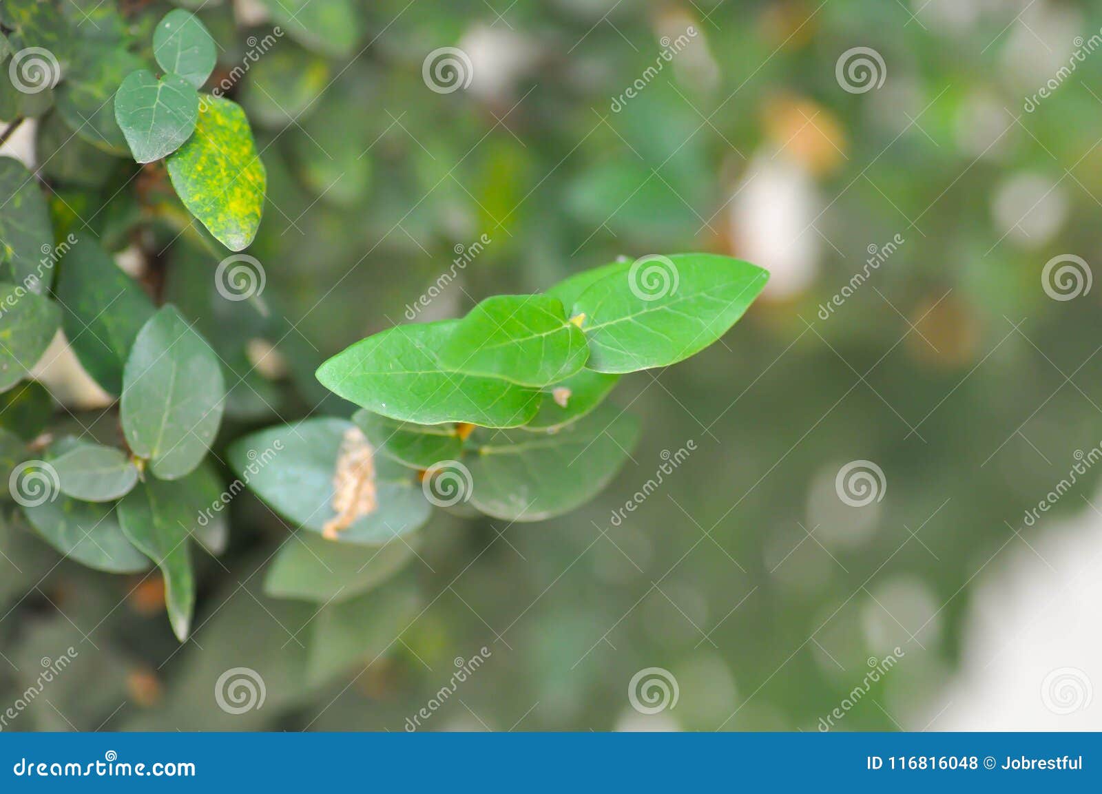 Creeping Fig Or Creeping Rubber Fig Is Green Creeper Plant Hang On ...