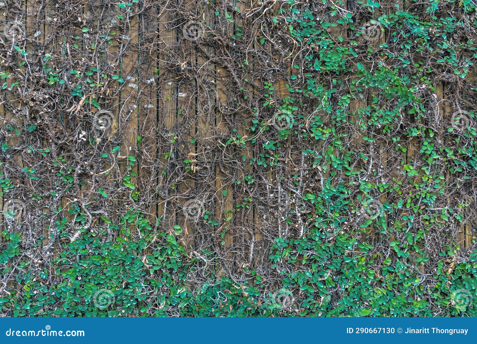 Climbing Fig or Creeping Fig (Ficus Pumila) Stock Photo - Image of ...