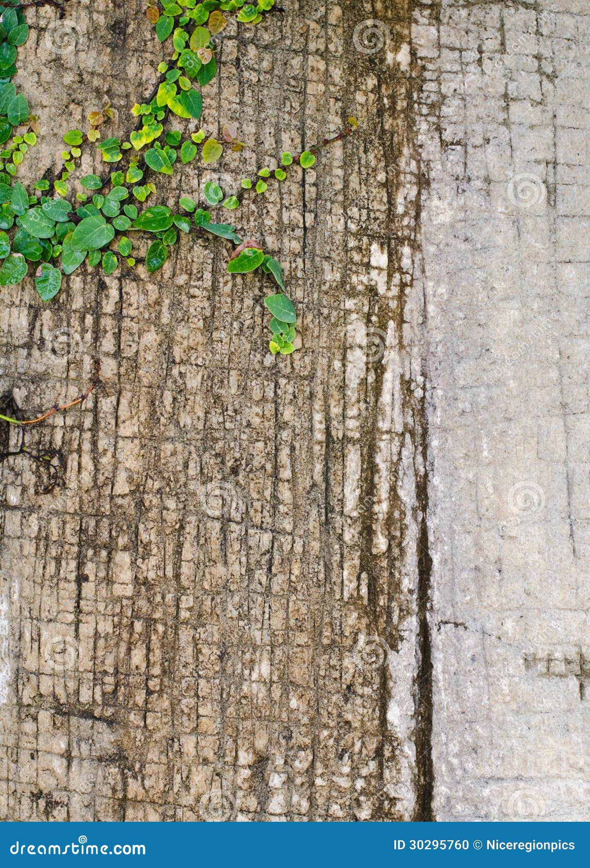 Climbing Fig (Ficus Pumila L.) Stock Photo - Image of fade, bark: 30295760