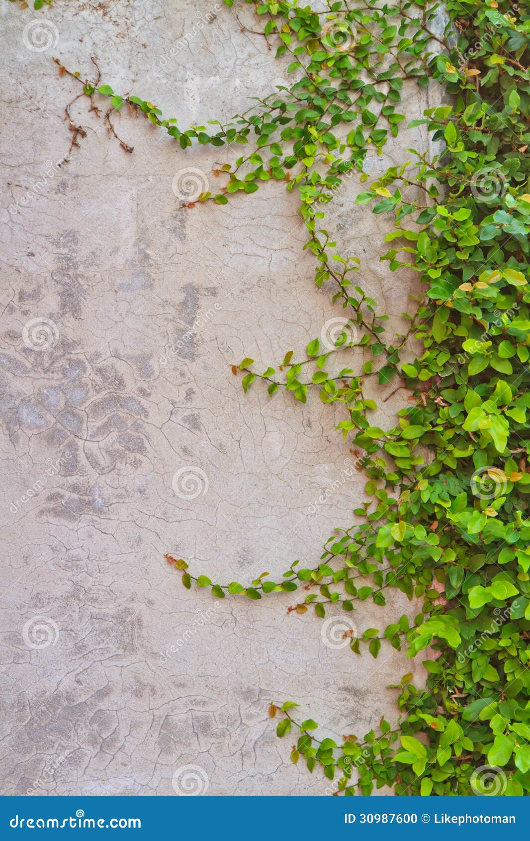 Climbing fig tree stock photo. Image of outdoors, hanging - 30987600