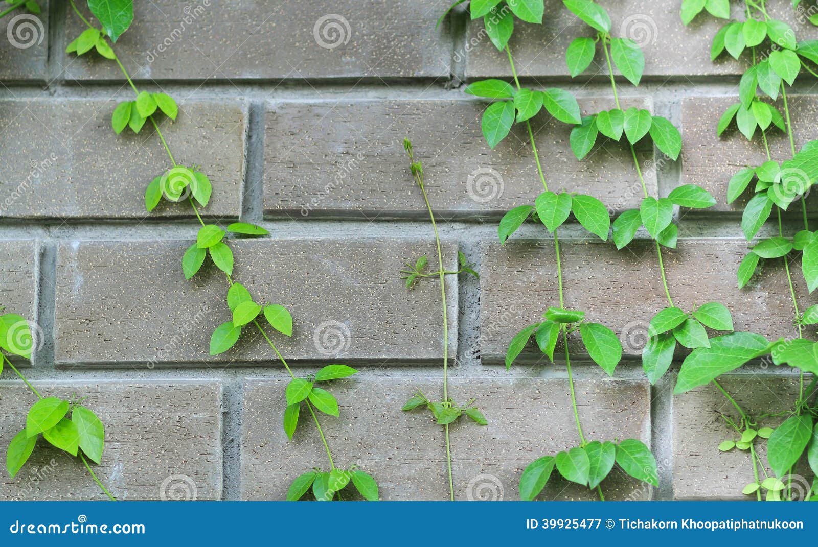 Climbing fig tree and wall stock image. Image of climbing - 39925477