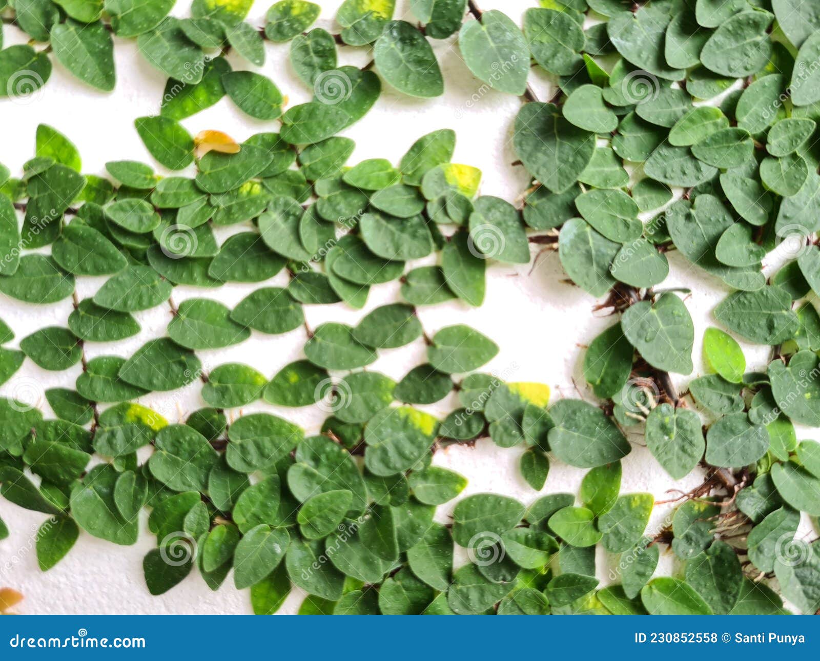 Climbing Fig Tree and White Wall Stock Photo - Image of plant, food ...