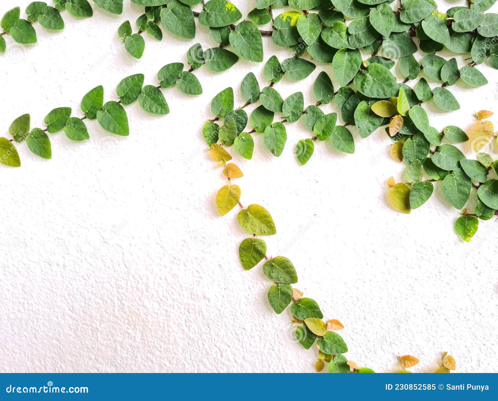 Climbing Fig Tree and White Wall Stock Image - Image of produce, leaf ...