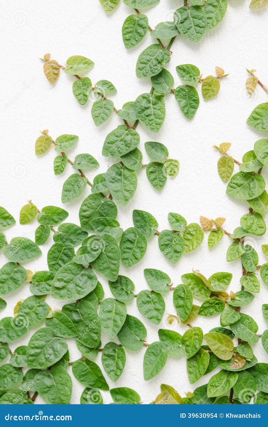 Climbing fig tree stock photo. Image of garden, climbing - 39630954