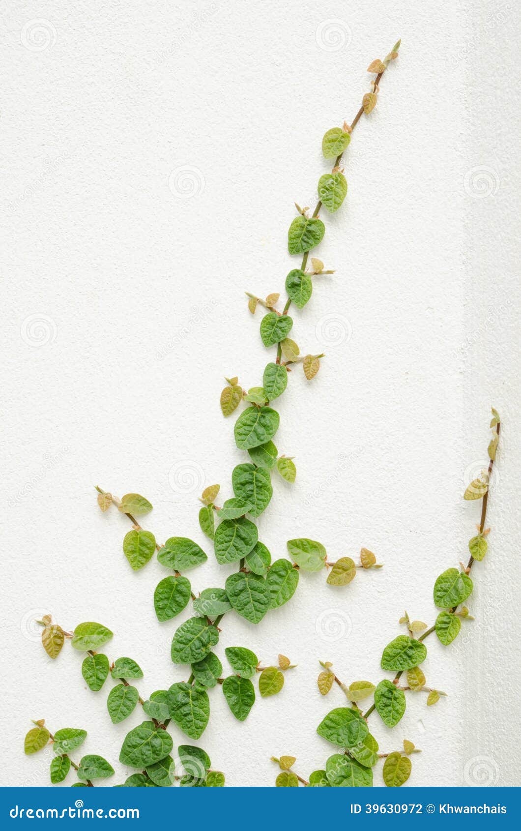 Climbing fig tree stock photo. Image of decoration, houseplant - 39630972