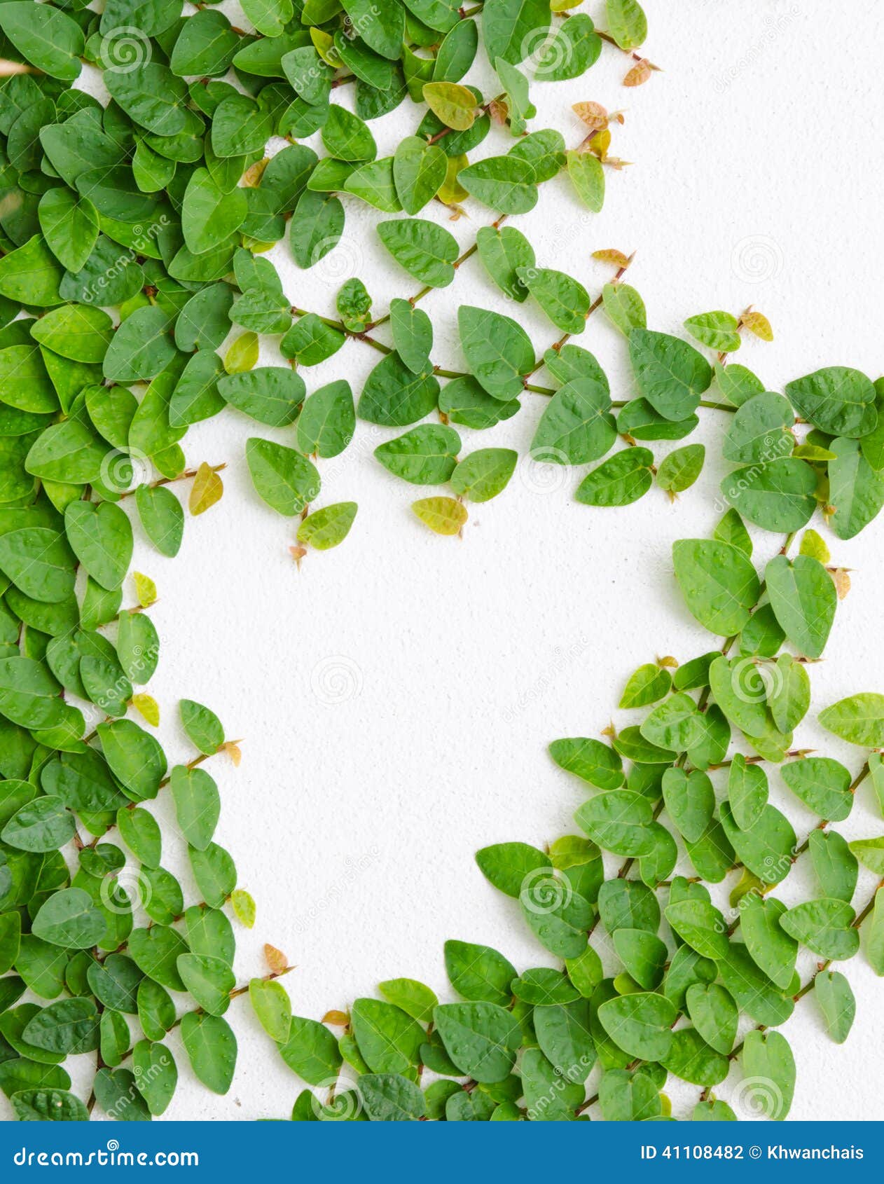 Climbing Fig Tree and White Wall Stock Photo - Image of life, ficus ...
