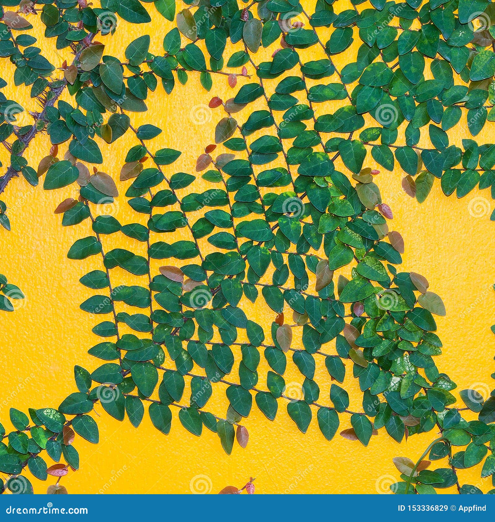 Climbing Fig stock image. Image of ground, hanging, climber - 153336829