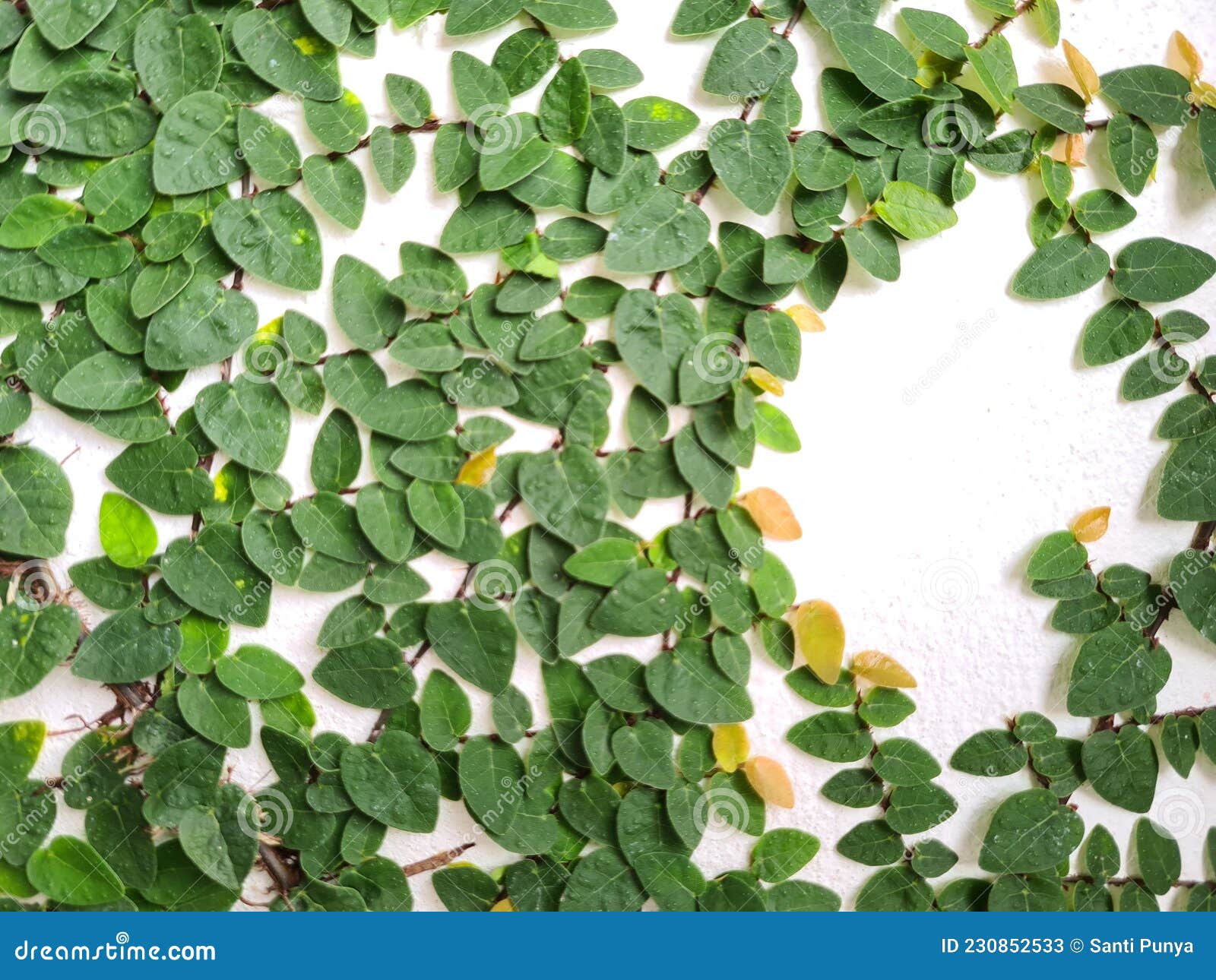 Climbing Fig Tree and White Wall Stock Image - Image of soil, fruit ...