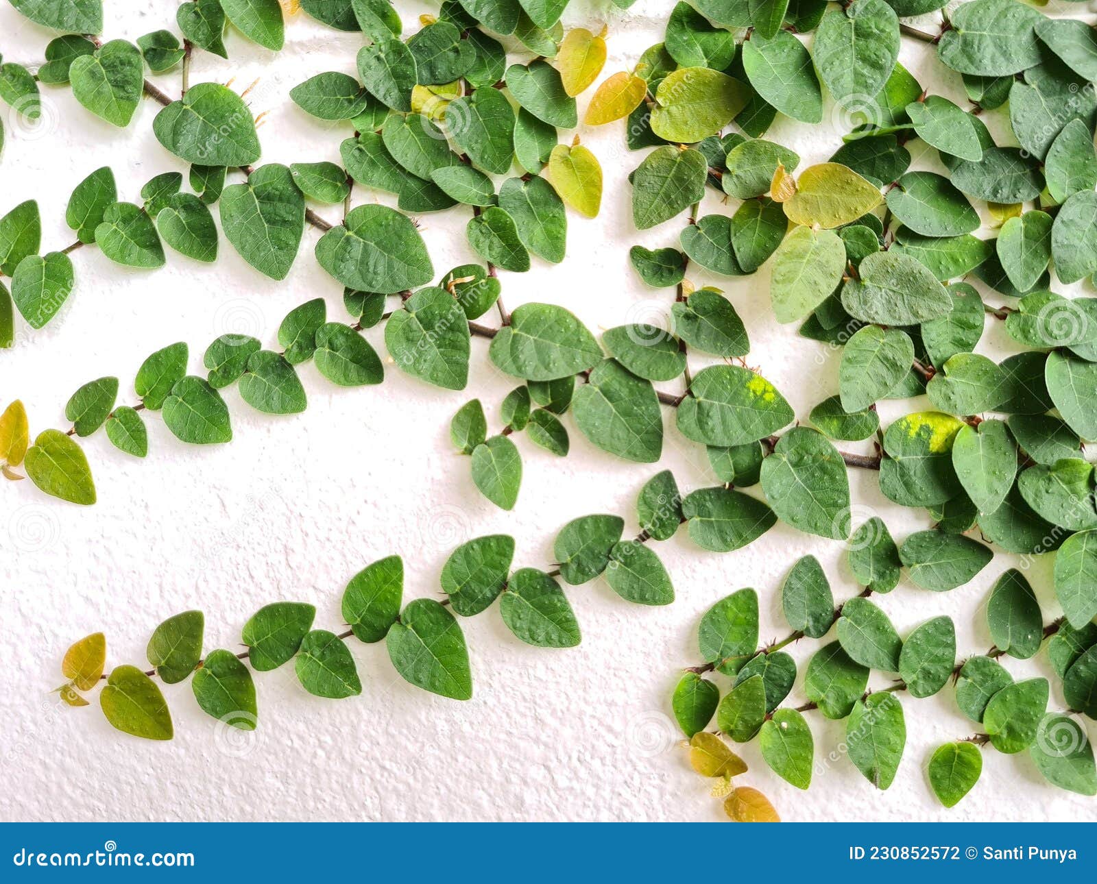 Climbing Fig Tree and White Wall Stock Photo - Image of fruit, produce ...