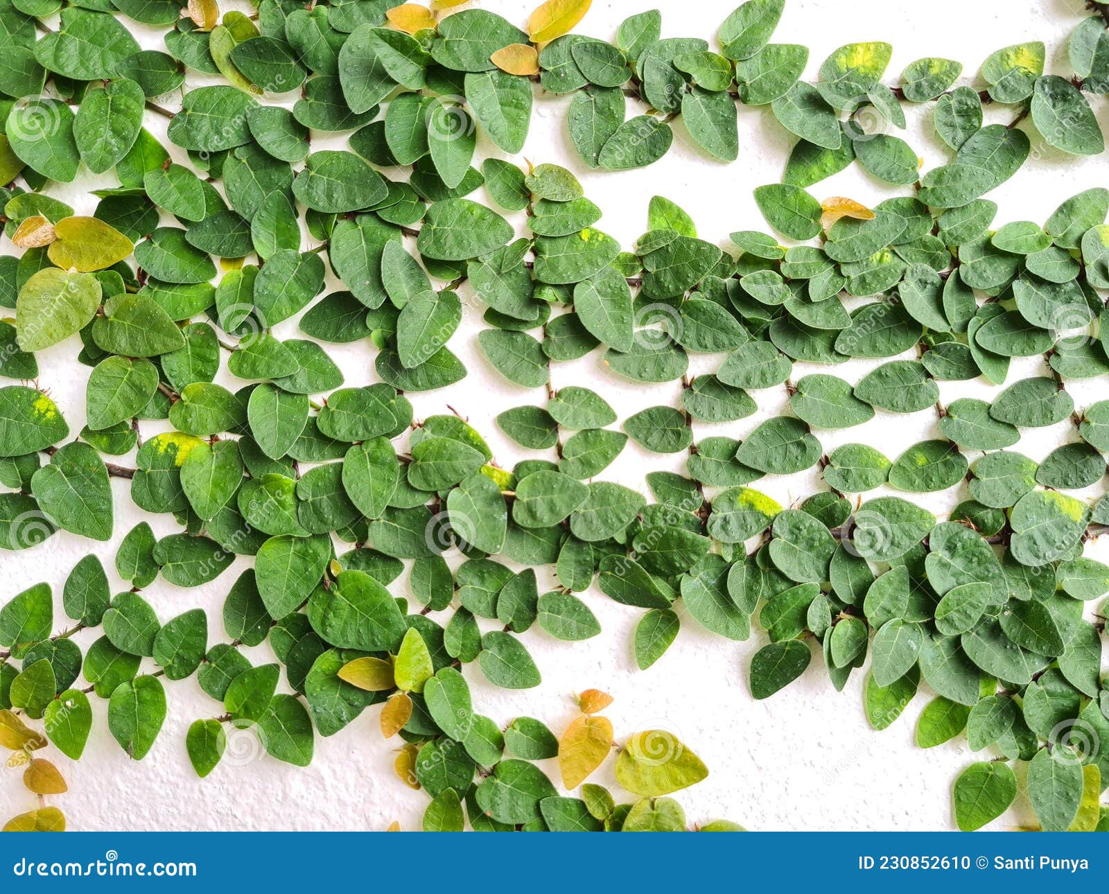 Climbing Fig Tree and White Wall Stock Photo - Image of plant, herb ...