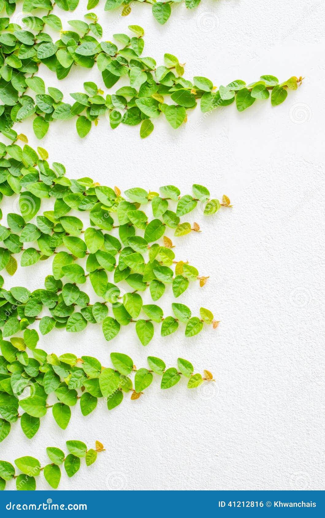 Climbing Fig Tree and White Wall Stock Photo - Image of closeup, macro ...