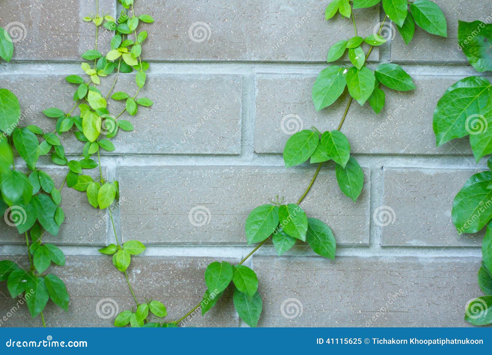 Climbing Fig Tree and White Wall Stock Image - Image of green, domestic ...