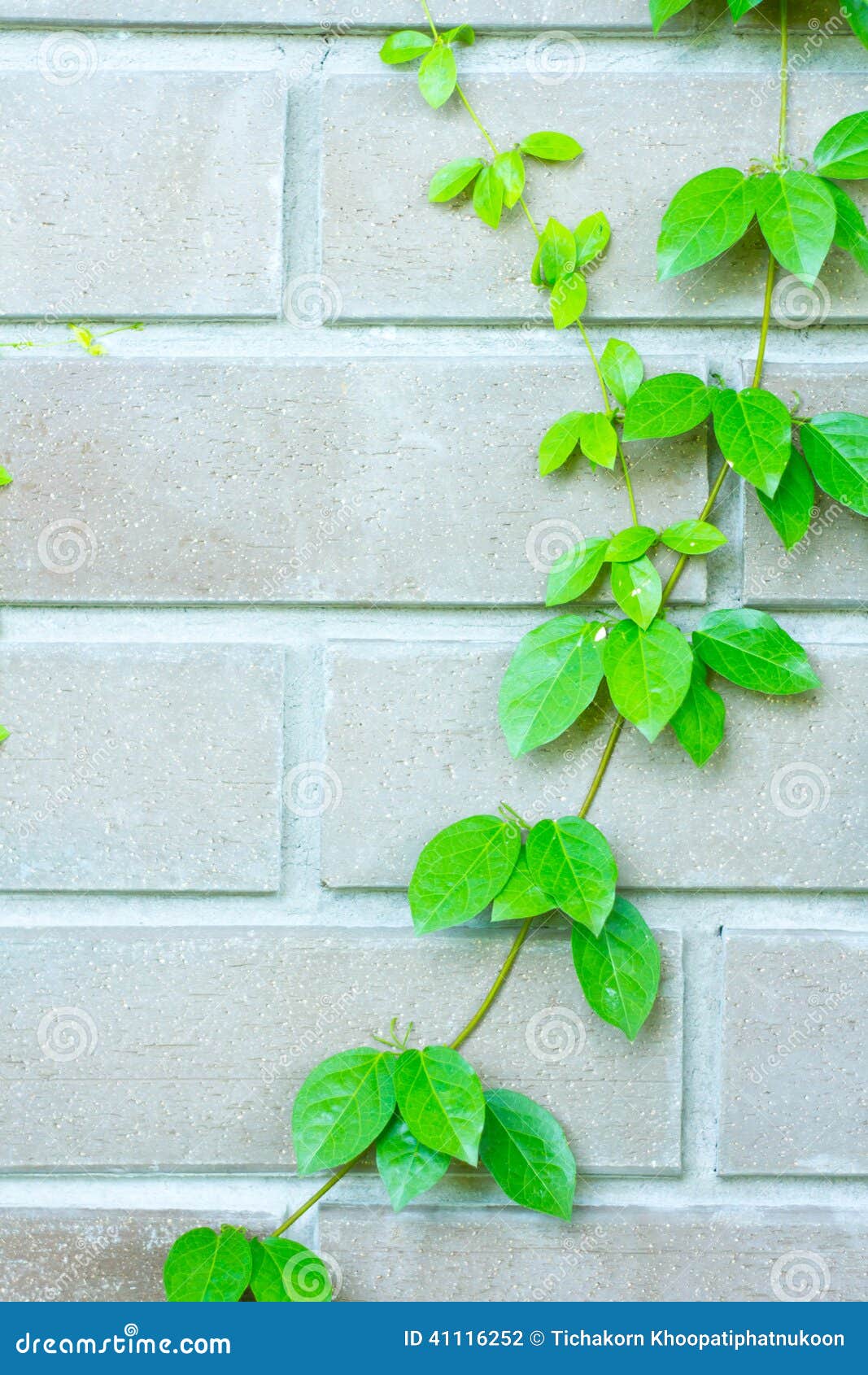 Climbing Fig Tree and White Wall Stock Photo - Image of closeup, ornate ...