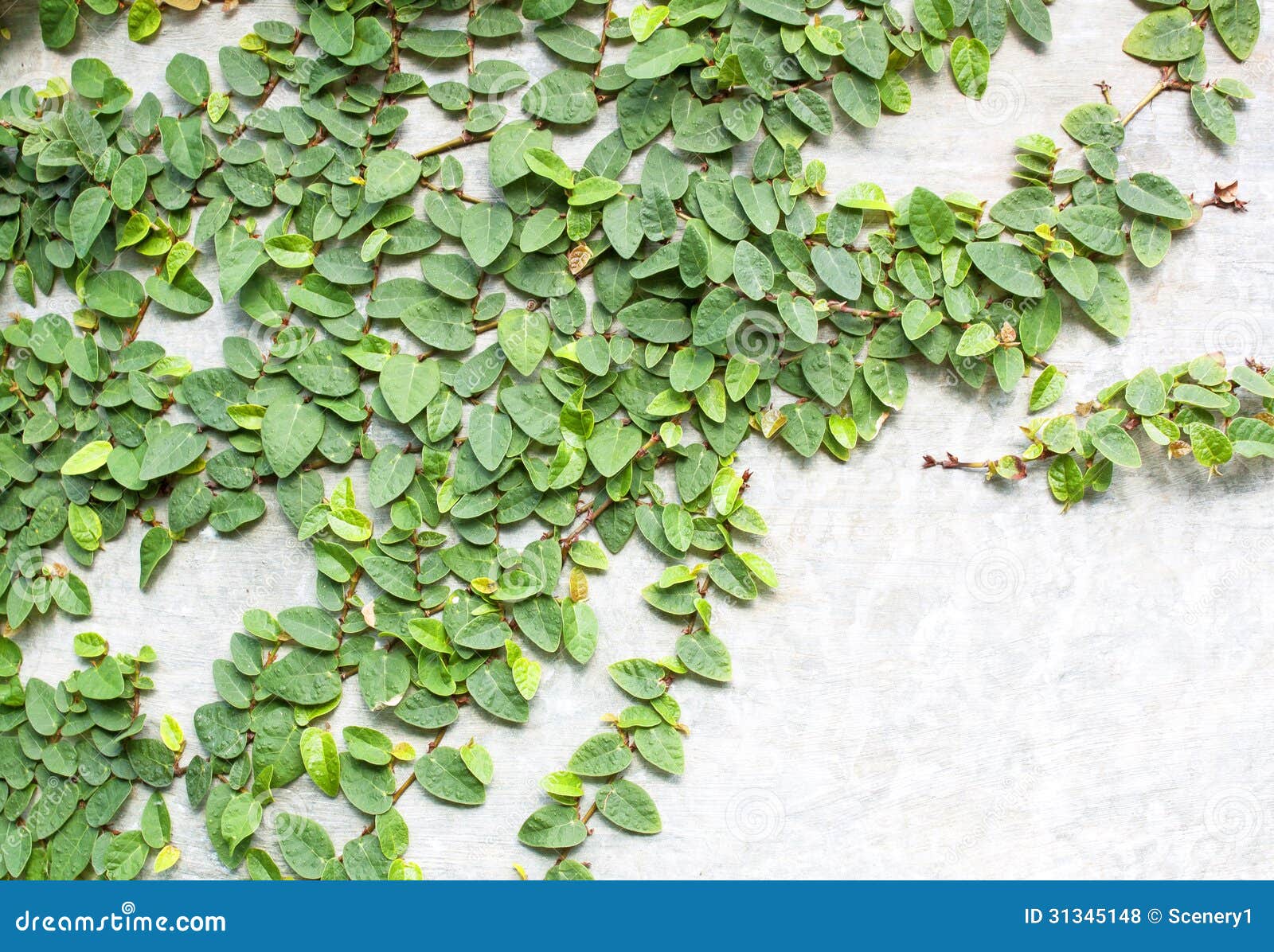 Climbing Fig stock photo. Image of home, architecture - 31345148