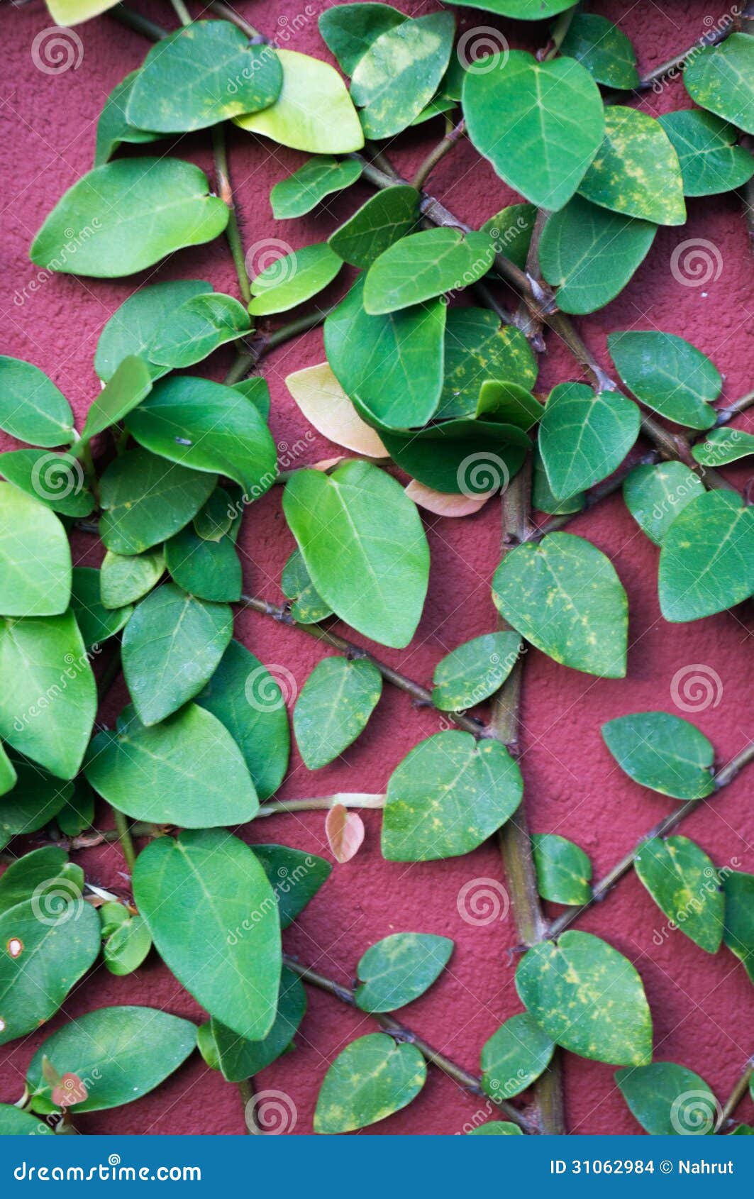 Climbing fig stock photo. Image of climbing, tree, plants - 31062984