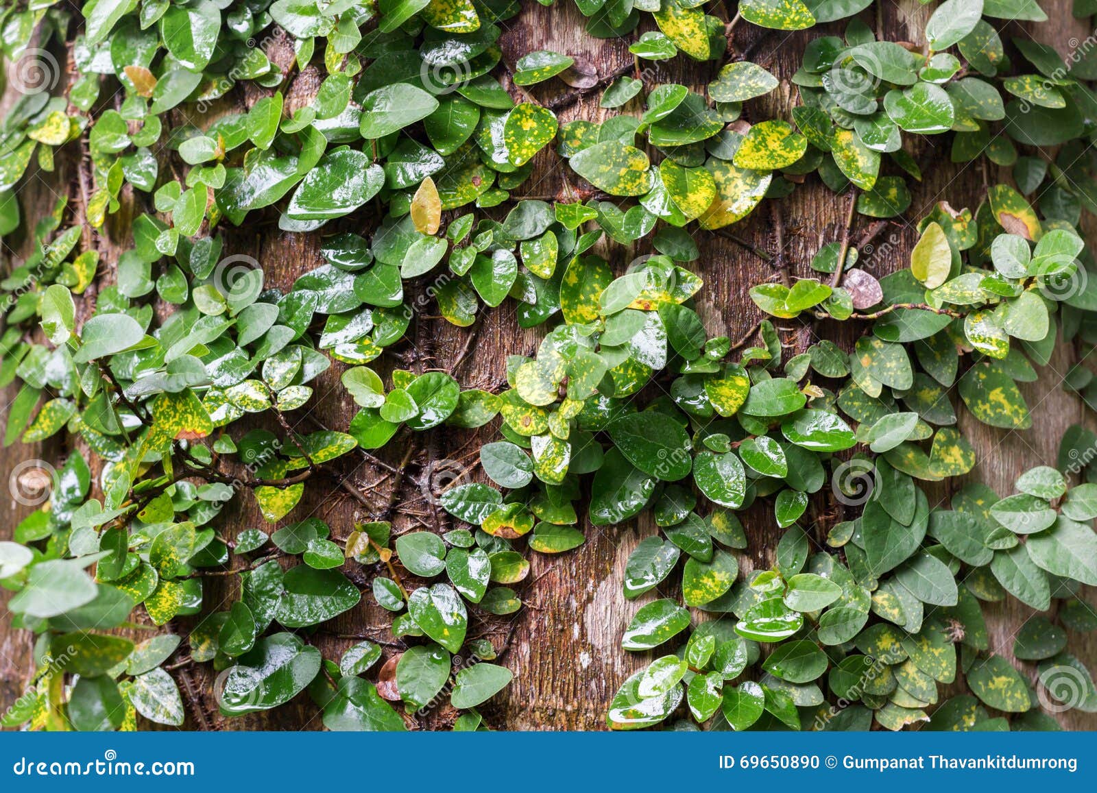 Climbing Fig Wrapped Around Tree in the Rain Forest. Tropical Stock ...
