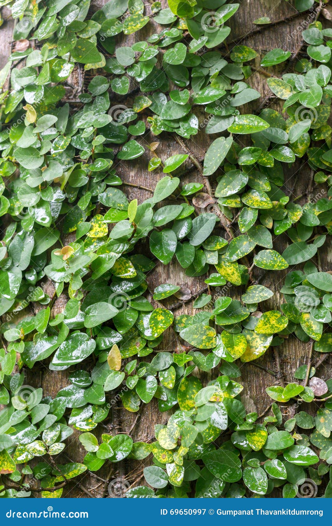 Climbing Fig Wrapped Around Tree in the Rain Forest. Tropical Stock ...