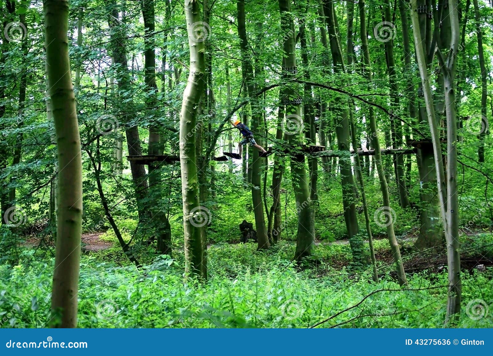 In the climbing forest editorial photo. Image of climber - 43275636
