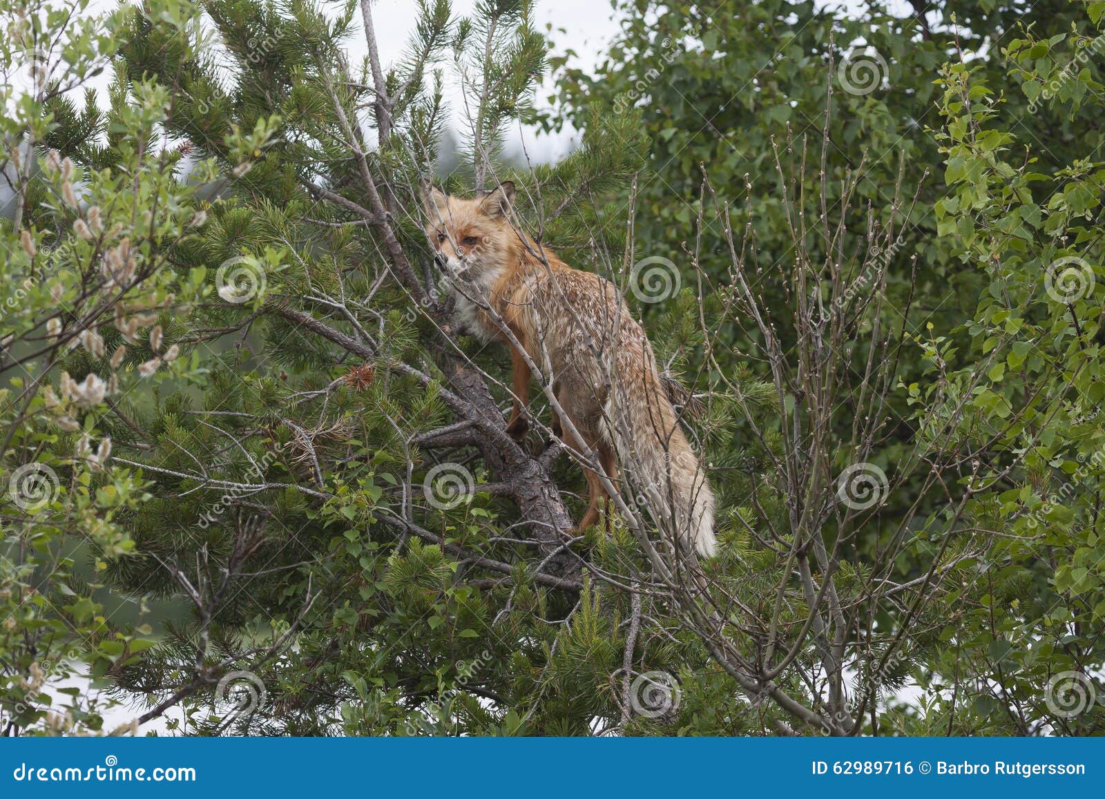 Climbing fox stock photo. Image of european, nature, animal - 62989716