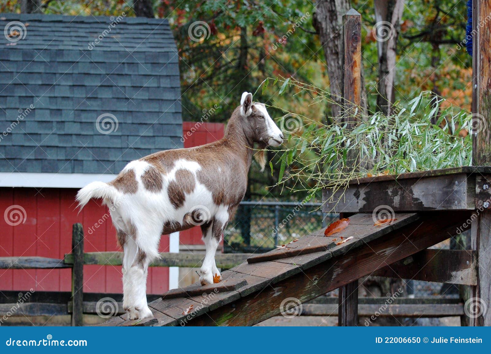 Climbing Goat stock photo. Image of domesticated, spotted - 22006650