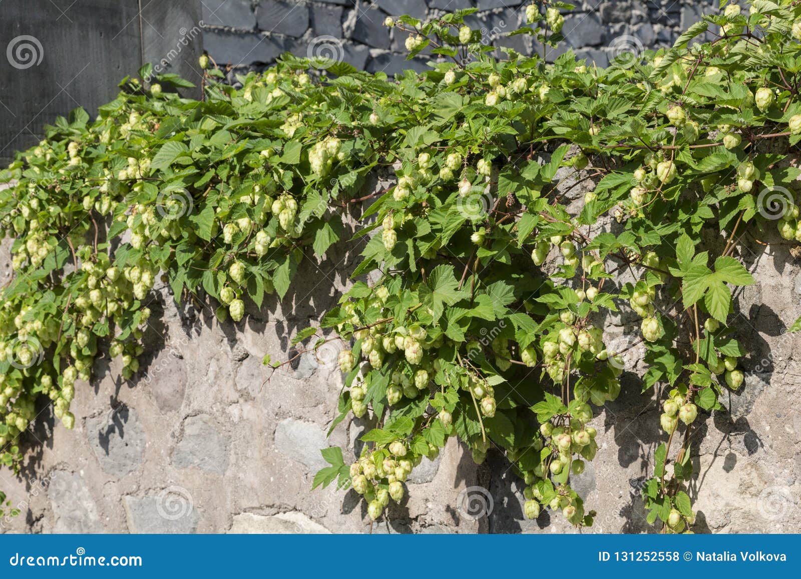 Climbing Hops on Stone Wall Stock Photo - Image of hops, materials ...