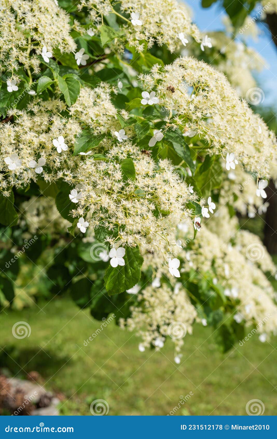 Climbing Hydrangeas on Tree in Garden Stock Photo - Image of white ...