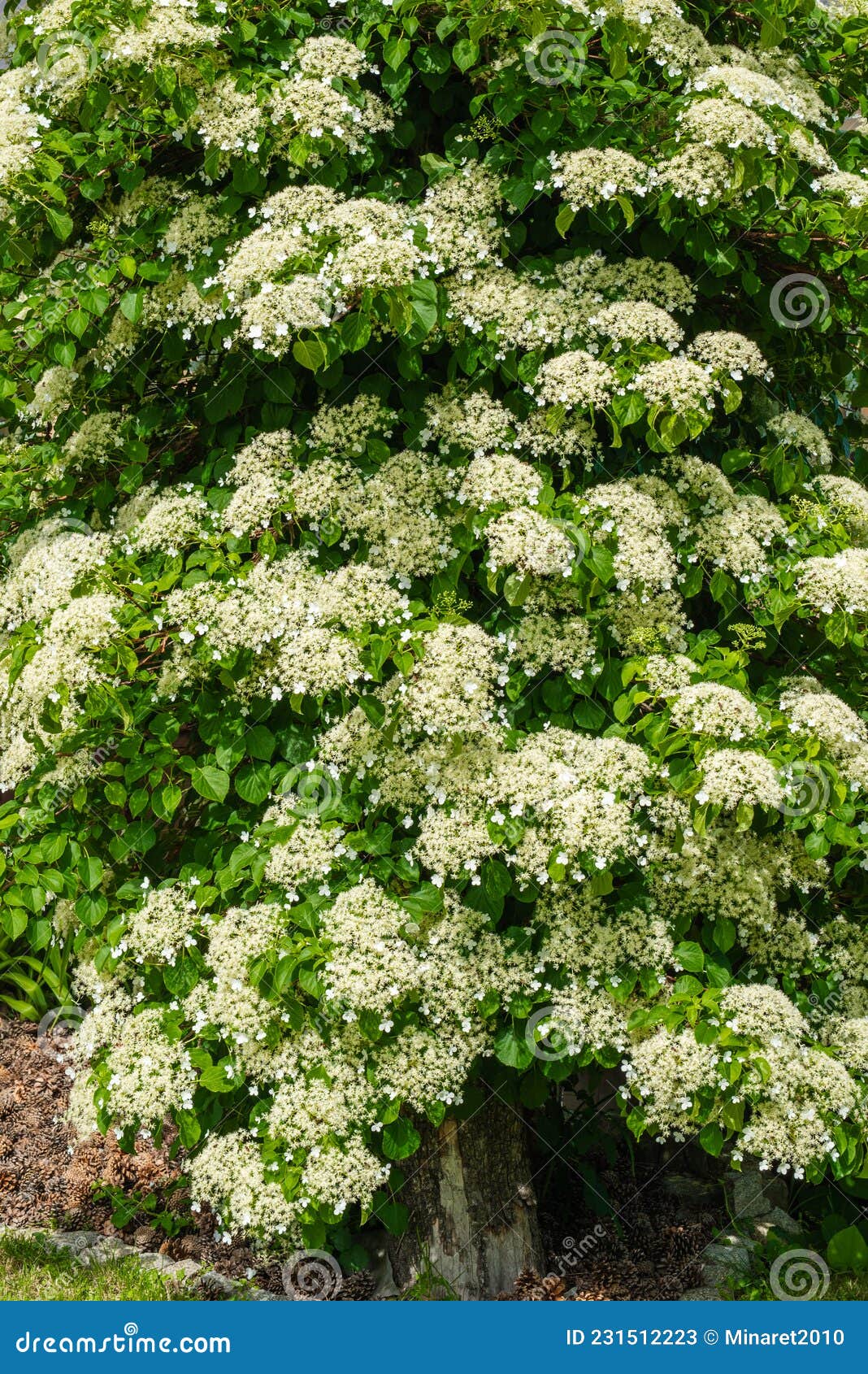 Climbing Hydrangeas on Tree in Garden Stock Image - Image of plant ...