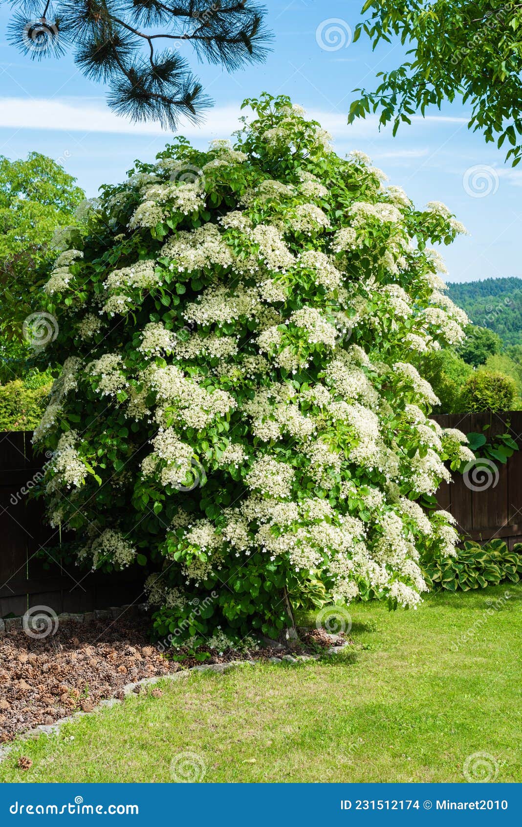 Climbing Hydrangeas on Tree in Garden Stock Photo - Image of outdoor ...