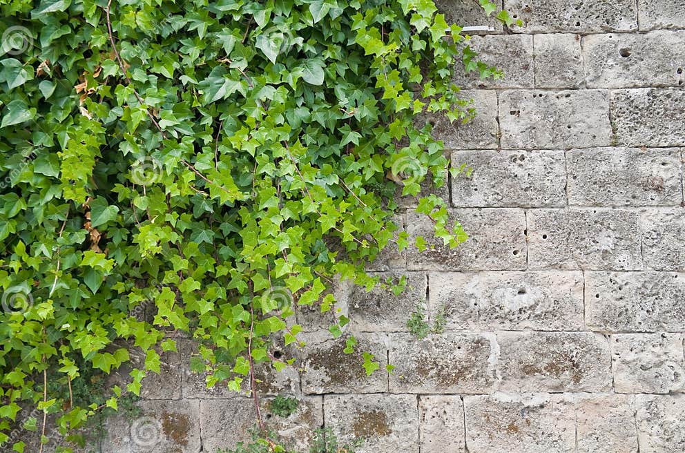 Climbing ivy. stock image. Image of covered, branch, greenery - 14587193
