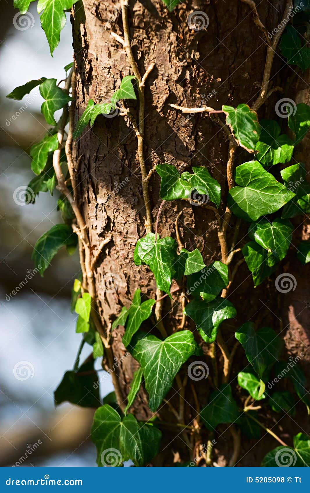 Climbing Ivy stock photo. Image of climbing, leafy, plant - 5205098